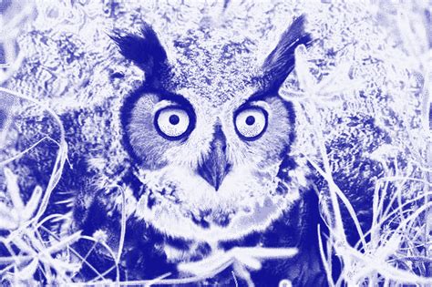 LunaPic Free Online Photo Editor Groovy Color