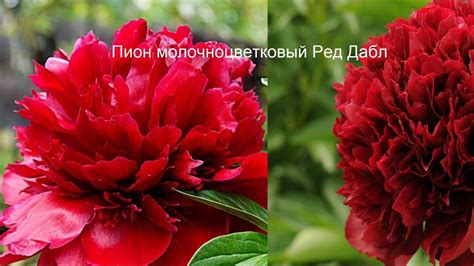 Пион молочноцветковый Ред Дабл - YouTube