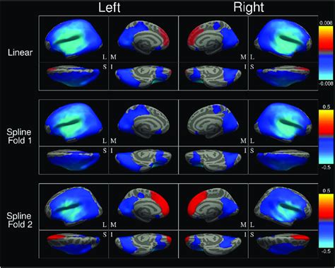 Vertex Wise Associations Between Age The Linear Model And The Two Fold