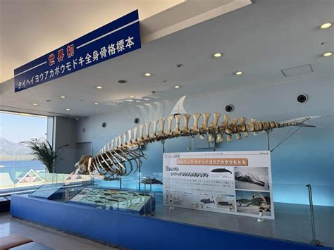 【水族館3】いおワールドかごしま水族館（鹿児島県）｜あんちゃん｜人生を豊かに