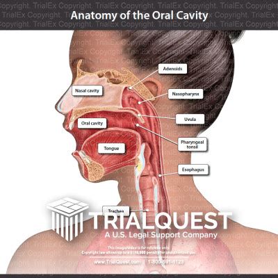 Anatomy of the Oral Cavity - TrialExhibits Inc.