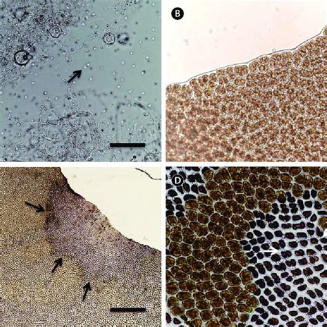 Pdf Infection And Cox2 Sequence Of Pythium Chondricola Oomycetes Causing Red Rot Disease In