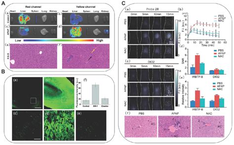 A Fluorescence Of Probe 11a In Organs From Apap Induced Mice A B Download Scientific
