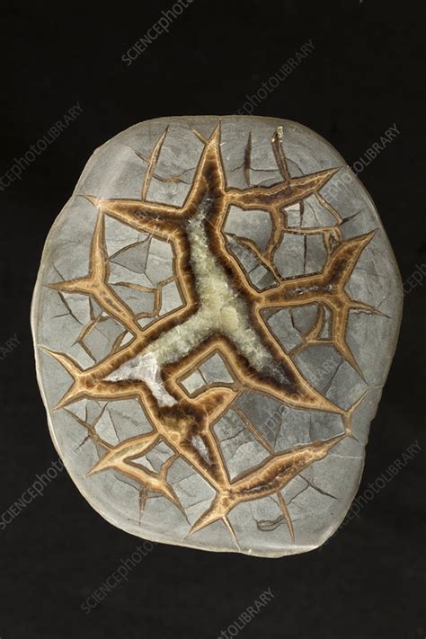 Cross Section Of Utah Septarian Nodule Stock Image C040 8273 Science Photo Library