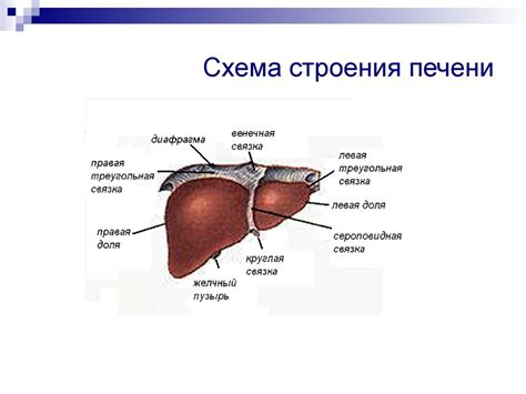 Заболевания печени и желчевыводящих путей - презентация онлайн