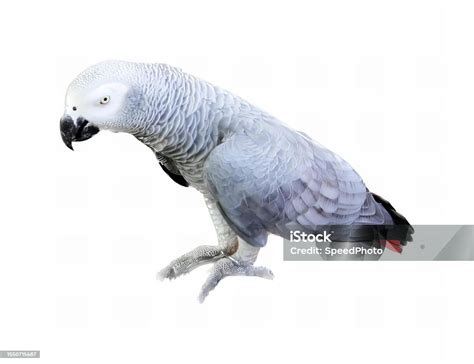 머리를 돌린 채 나뭇가지에 서 있는 앵무새의 사진 나뭇가지에 서 있는 새가 있다 Beryllium에 대한 스톡 사진 및 기타 이미지 Beryllium 가금류 깃털