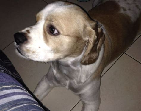 English Cocker Spaniel English Cocker English Cocker Spaniel Cocker