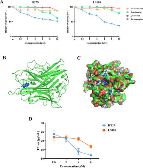 Validation By In Vitro Experiments And Molecular Docking A The Download Scientific Diagram
