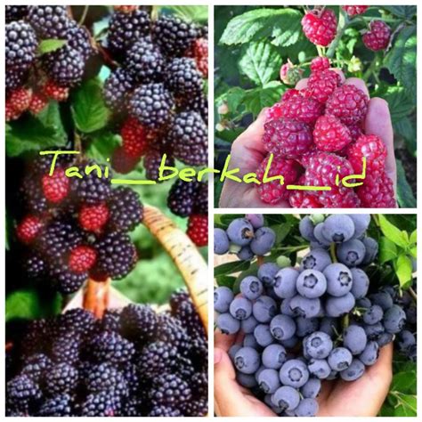 Jual Paket Bibit Berryrasberry Bluberry Black Bery 1 Kg Shopee Indonesia