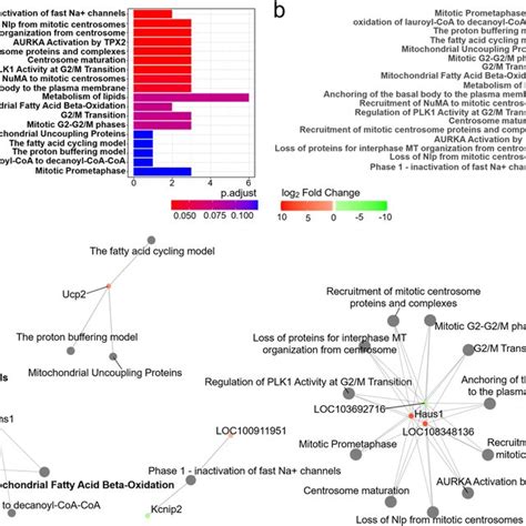 Reactome Pathway Enrichment Analysis Reveals Metabolic And Lipid