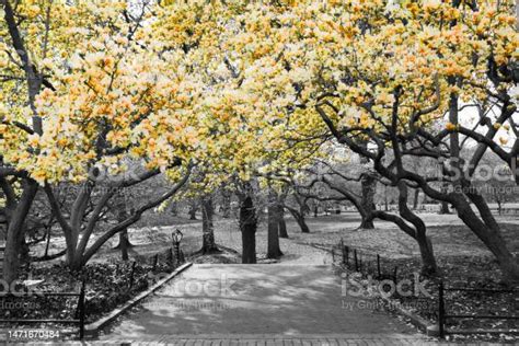 뉴욕시 센트럴 파크의 길 위의 검은 색과 흰색 나무에 피는 노란 봄 꽃 검은색에 대한 스톡 사진 및 기타 이미지 검은색