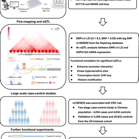 Flowchart Of A Comprehensive Strategy To Identify The Causal Gene And