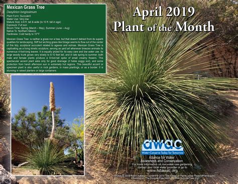 The Mexican Grass Tree Is Mojave Water Agency