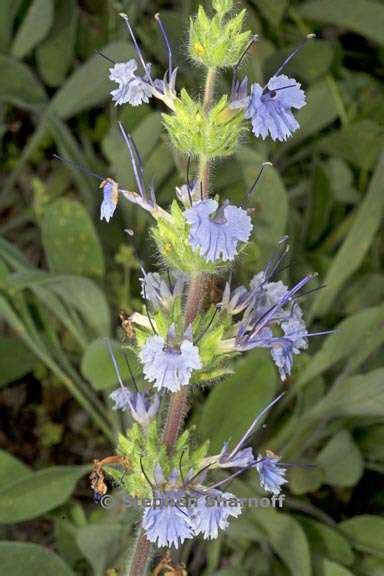 Salvia Sonomensis