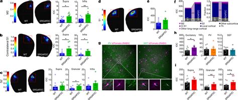 Srgap2c Expression Increases Cortical Inputs Onto Layer 23 Pns Ac Download Scientific