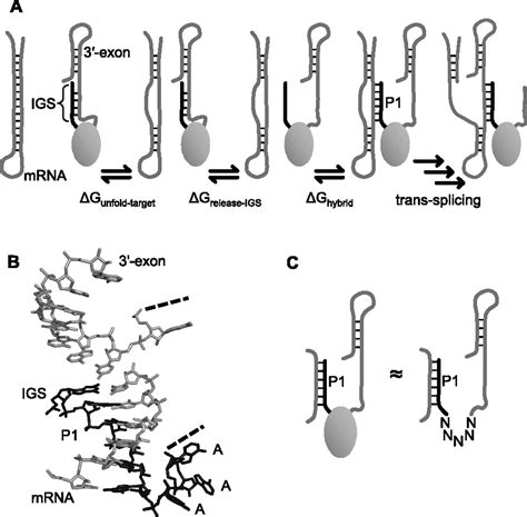 computational prediction of efficient splice sites for trans splicing