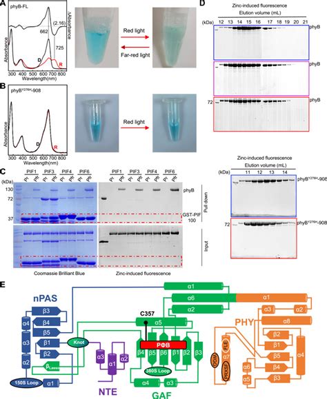 Light Induced Remodeling Of Phytochrome B Enables Signal Transduction By Phytochrome Interacting