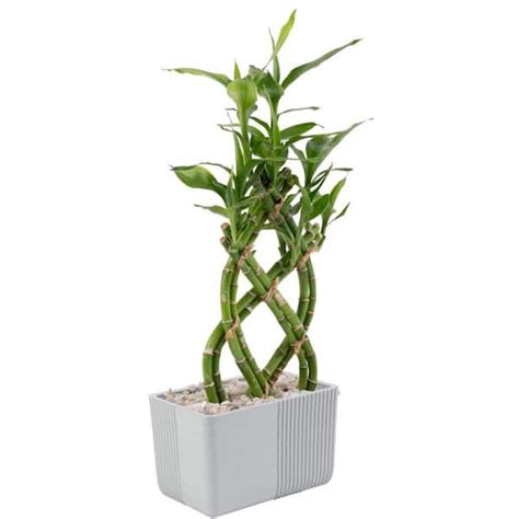 Bamboo Indoor Plants The Home Depot