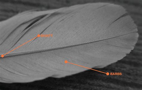 How To Use Houdinis Feather Tool Creative Bloq