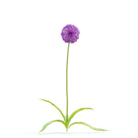Allium Hollandicum Flower 3d Model Cgtrader
