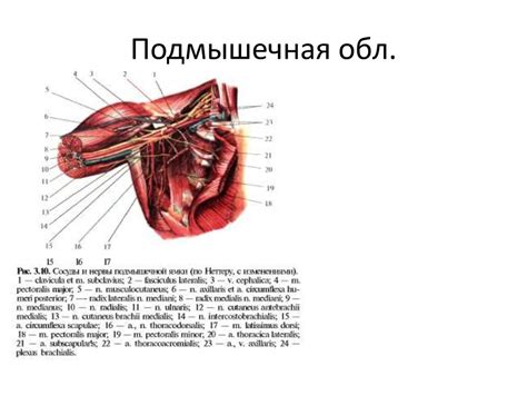 Топографическая анатомия и оперативная хирургия верхних конечностей