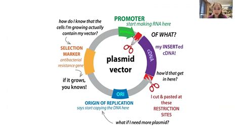 An Overview Of Gene Cloning