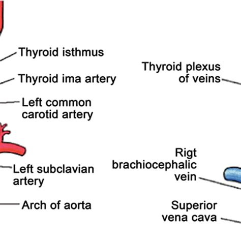 Arterial Supply And Venous Drainage Of The Thyroid Gland Download
