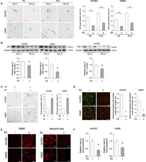 Estrogen Plays A Crucial Role In Rab9‐dependent Mitochondrial Autophagy Delaying Arterial