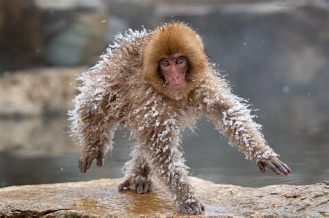 Las 40 Fotos Más Graciosas De La Naturaleza De 2019 Infobae