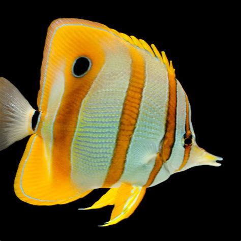 Wendell Borton By Appleharold7 On Deviantart