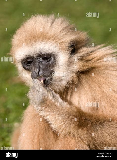 Gibbons Essen Fotos Und Bildmaterial In Hoher Auflösung Alamy