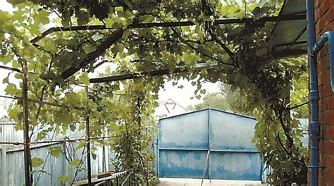 По семпла или по разкошна конструкция за лозата Български Фермер