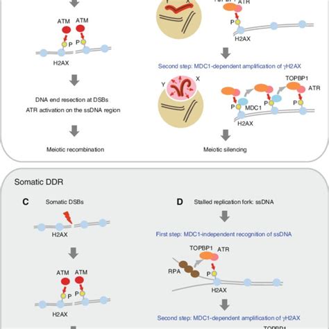 The DDR Adapted Model In Meiotic Silencing There Are Two DDR Pathways Download Scientific