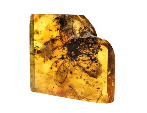 How Amber Creates Exquisite Fossils National Geographic