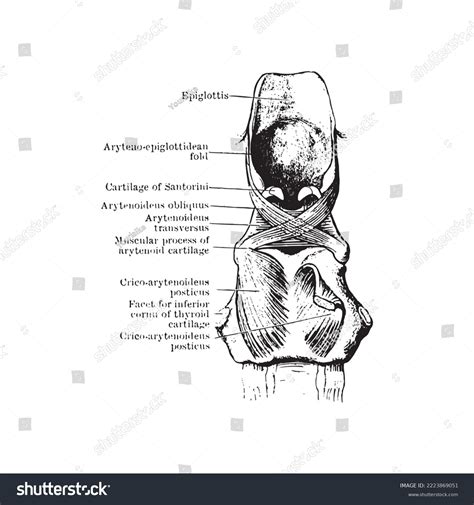 Anatomy Sketch Human Larynx Muscle Vector Stock Vector Royalty Free Shutterstock