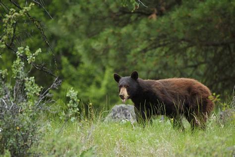 The Washington State Bear Hotspots Outdoor Lovers Should Know About A