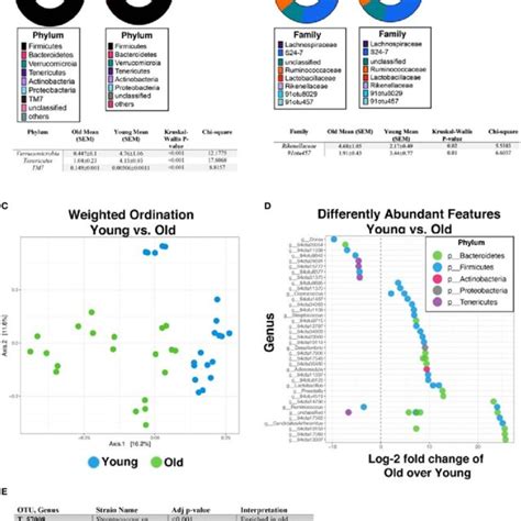 Age Significantly Impacts Gut Microbiome Abundance And Diversity
