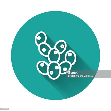 긴 그림자 배경으로 격리 된 흰색 선선 선인장 아이콘 녹색 원 버튼입니다 벡터 0명에 대한 스톡 벡터 아트 및 기타 이미지 0명 가시 귀여운 Istock