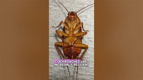 Coackroach Amazing Abilities Youtube