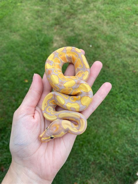 Banana Het Clown Ball Python By Southern Roots Pythons Morphmarket