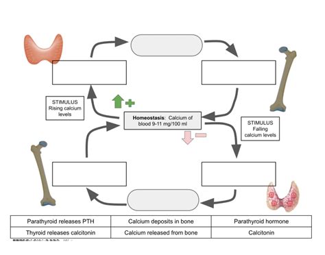 Feedback Loops Calcium Quiz