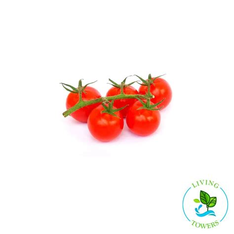 Tower Garden Ready Tiny Tim Tomato Seedling Living Towers Florida Keys