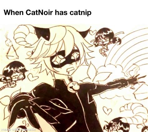 When Catnoir 🐱 Has Catnip Rmiraculousladybug