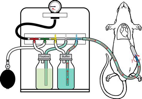 Whole Animal Perfusion Fixation For Rodents