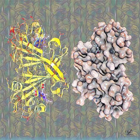 Cytochrome C Prime Molecule Illustration Stock Image C0578354