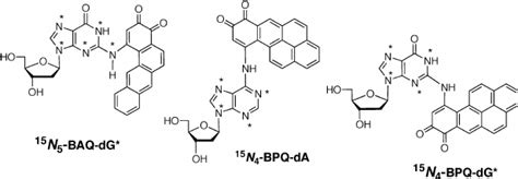 15 N Labelled Adducts Of Bpq And Baq With Guanine And Download