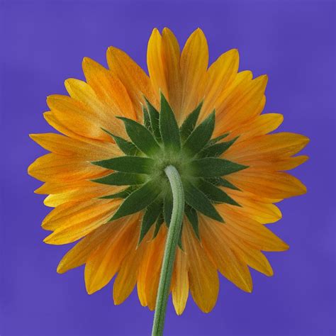 Flower Power Is Back By Sheila Oconnell Flowers Photography