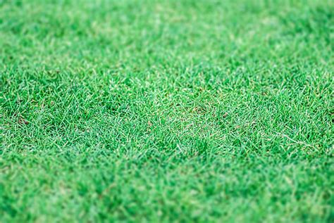 Grass Texture Background Texture Grassy Grass Photo And Picture For