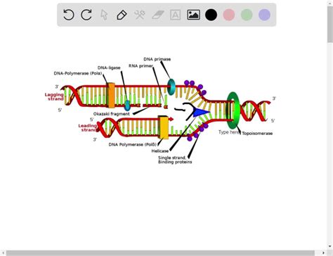 Solved Draw A Molecule Of Dna Undergoing Theta Replication On Your Drawing Identify A