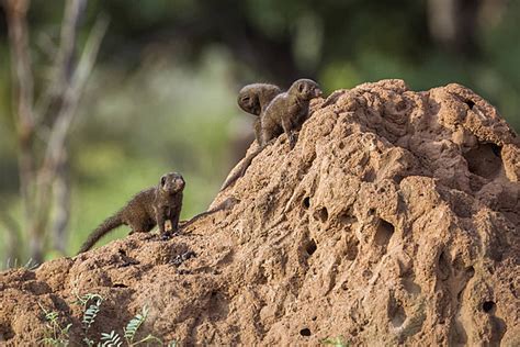 Dwarf Mongoose Background Images Hd Pictures And Wallpaper For Free